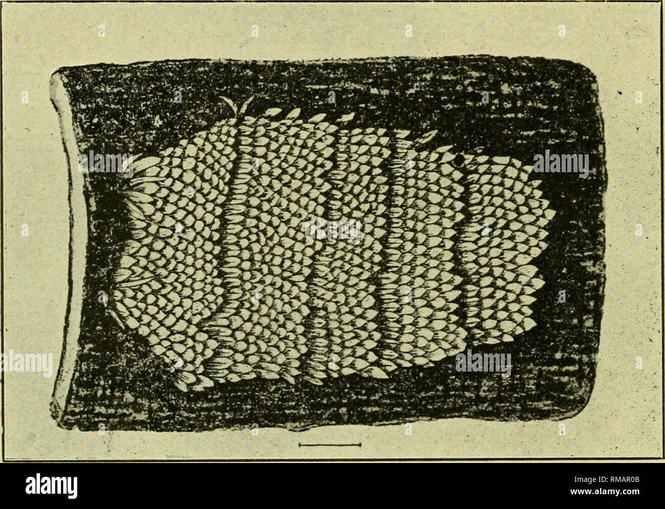 Oval insect eggs hi-res stock photography and images - Alamy
