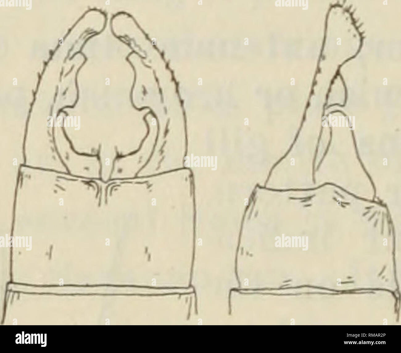 Hook tipped legs hi-res stock photography and images - Alamy