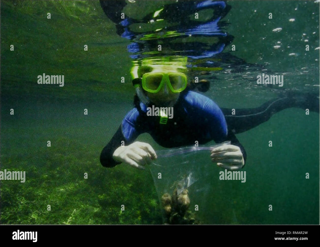 . Annual report. Harvard University. Museum of Comparative Zoology. OEB ...