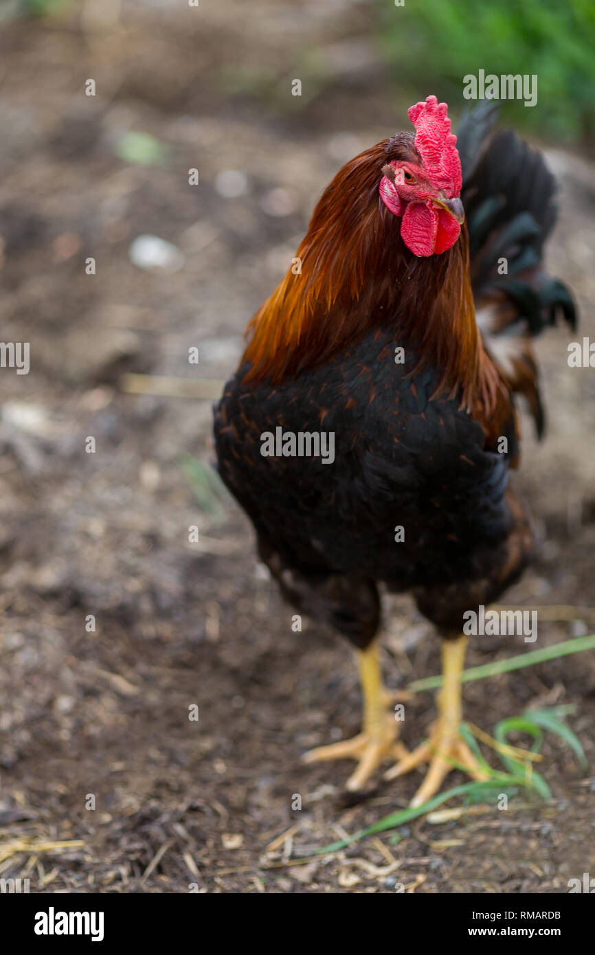 Colorful rooster or fighting cock in the farm Stock Photo - Alamy