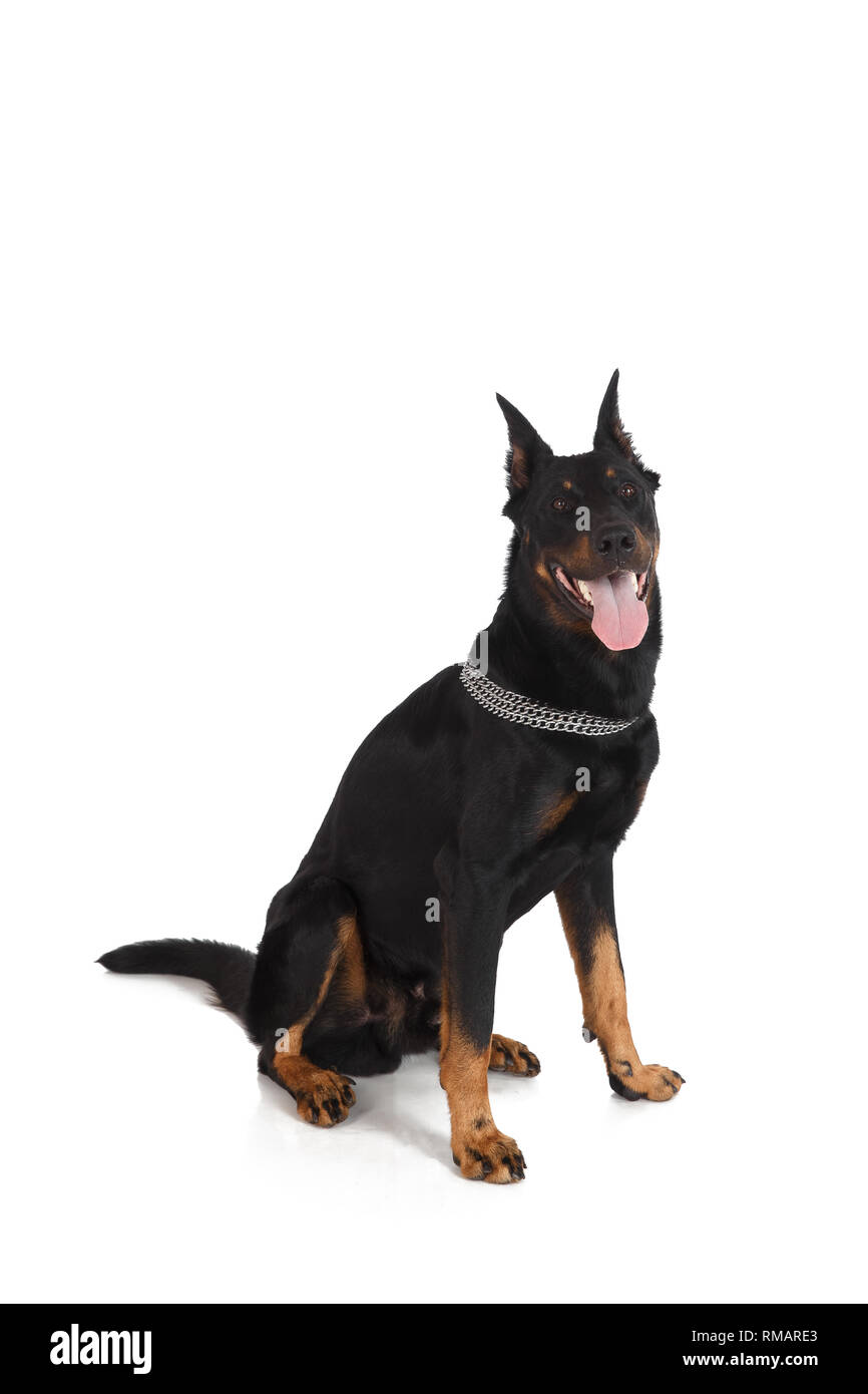 french sheepdog with tongue hanging out isolated on white background ...