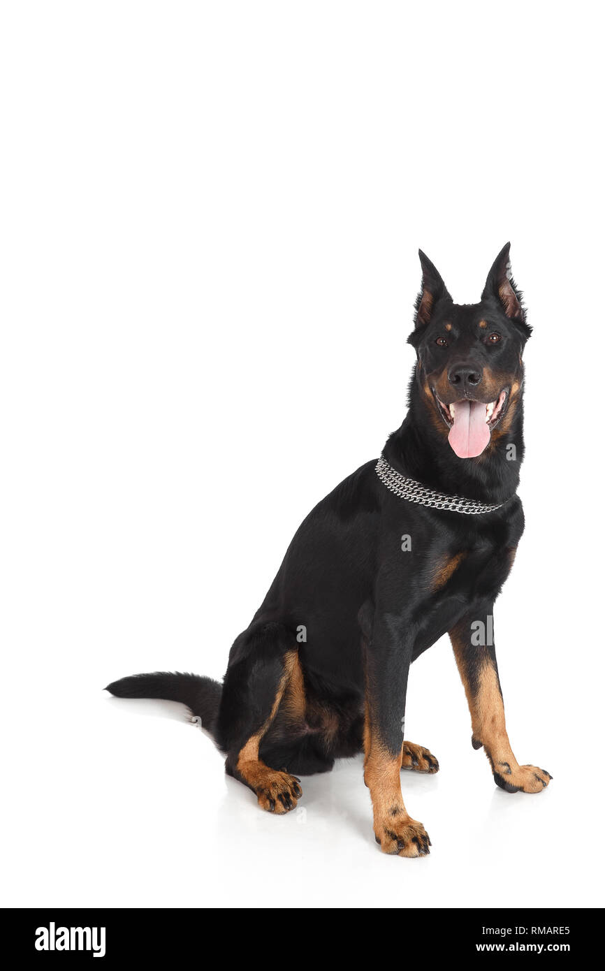 french sheepdog looks at camera isolated on white background Stock ...