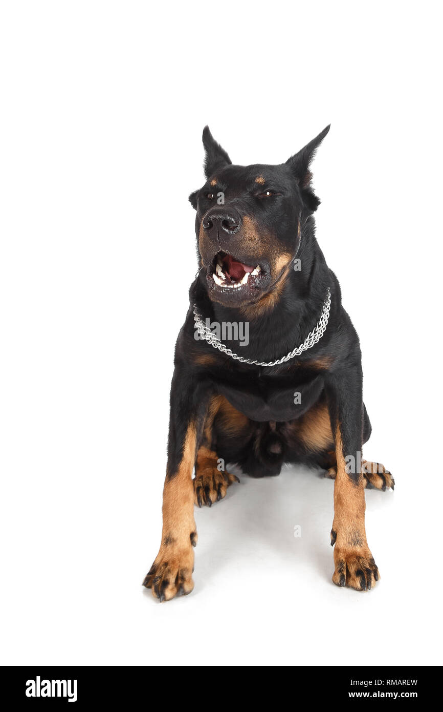 French shepherd dog shows grin, white background, front view. Beauceron ...