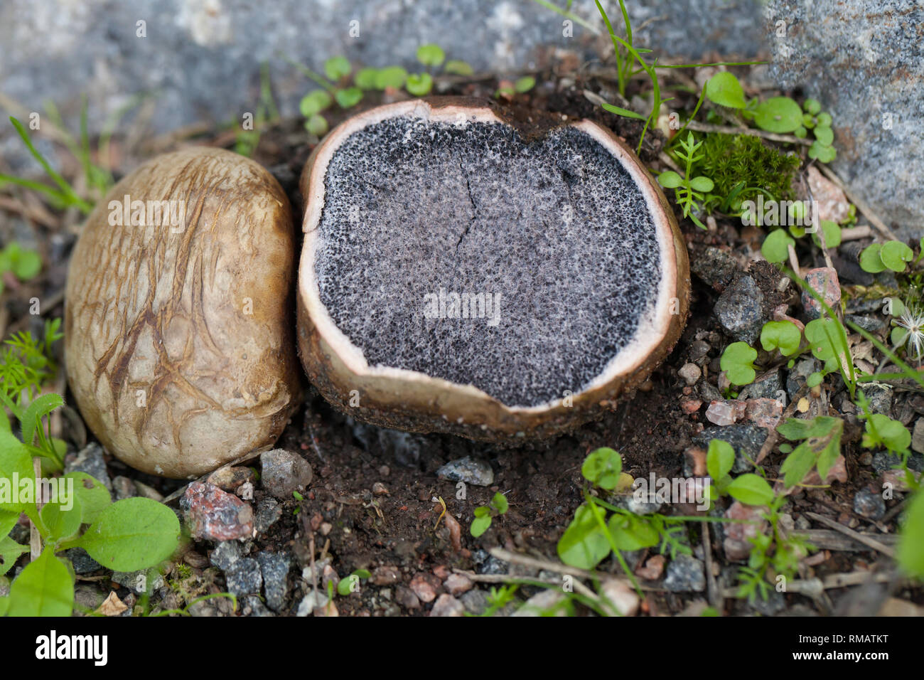 Earth ball mushroom hi-res stock photography and images - Alamy