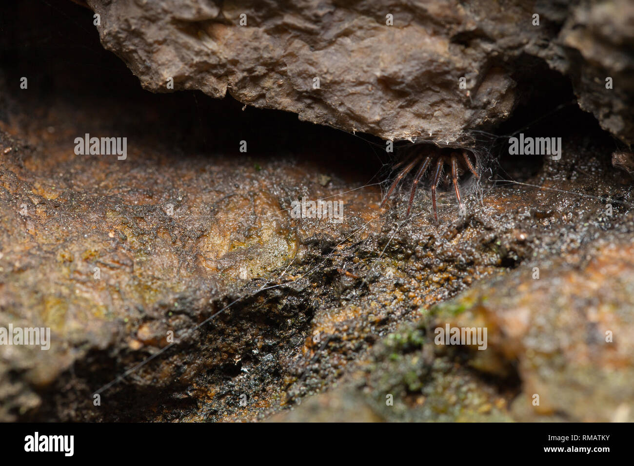 Snake-back spider stalking prey Stock Photo - Alamy