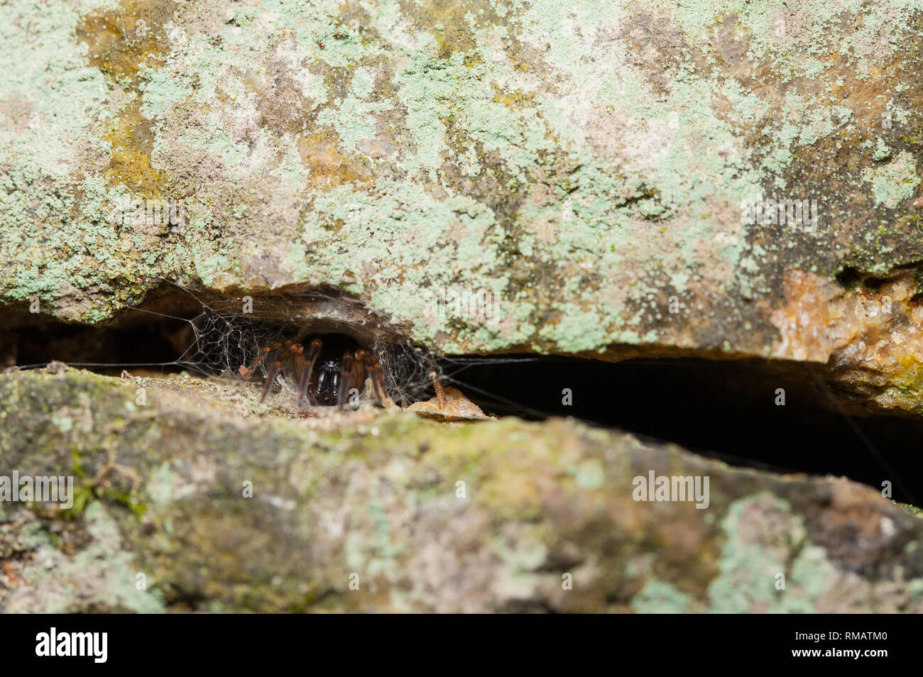 Snake back spider hi-res stock photography and images - Alamy