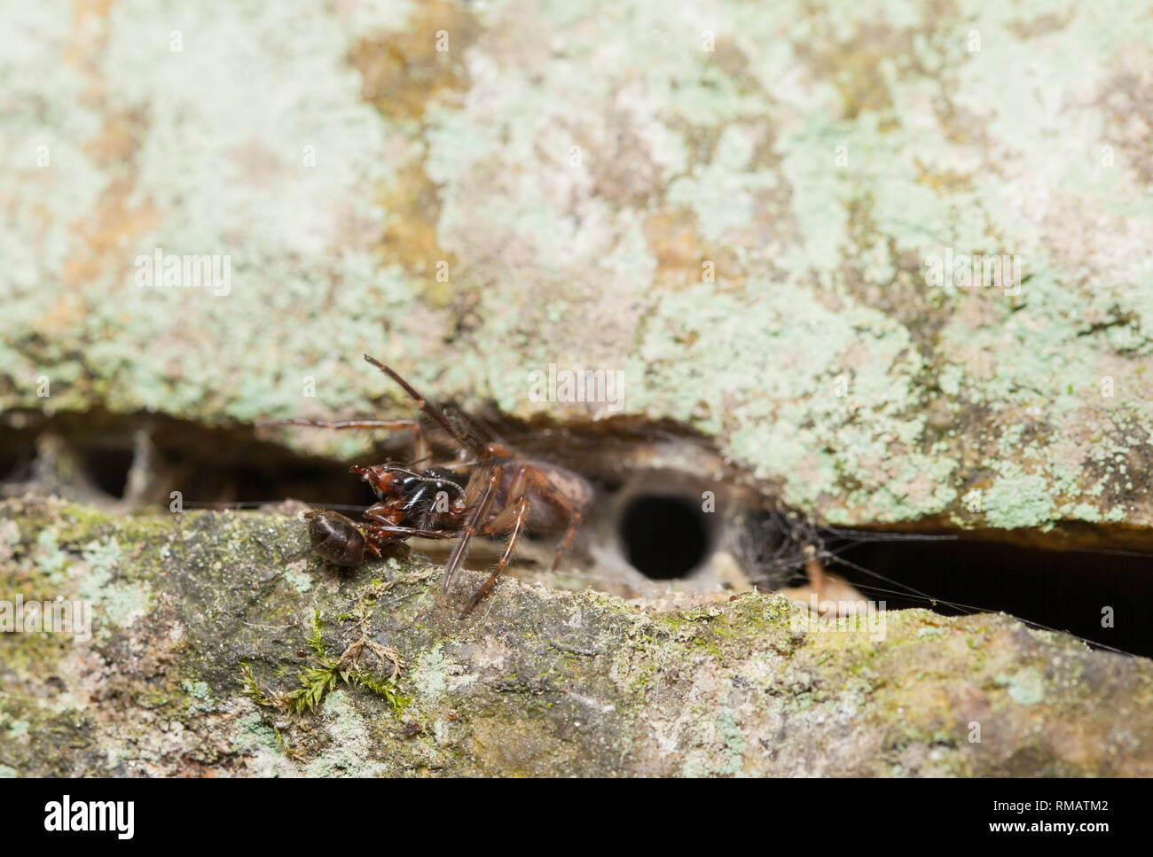 Spider snake hi-res stock photography and images - Alamy