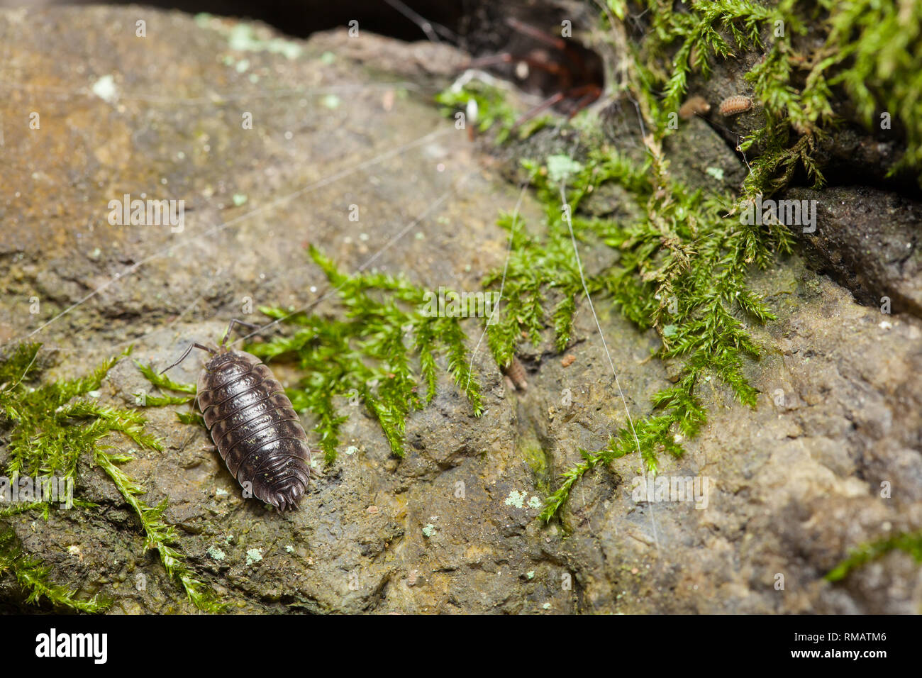 Spider snake hi-res stock photography and images - Alamy