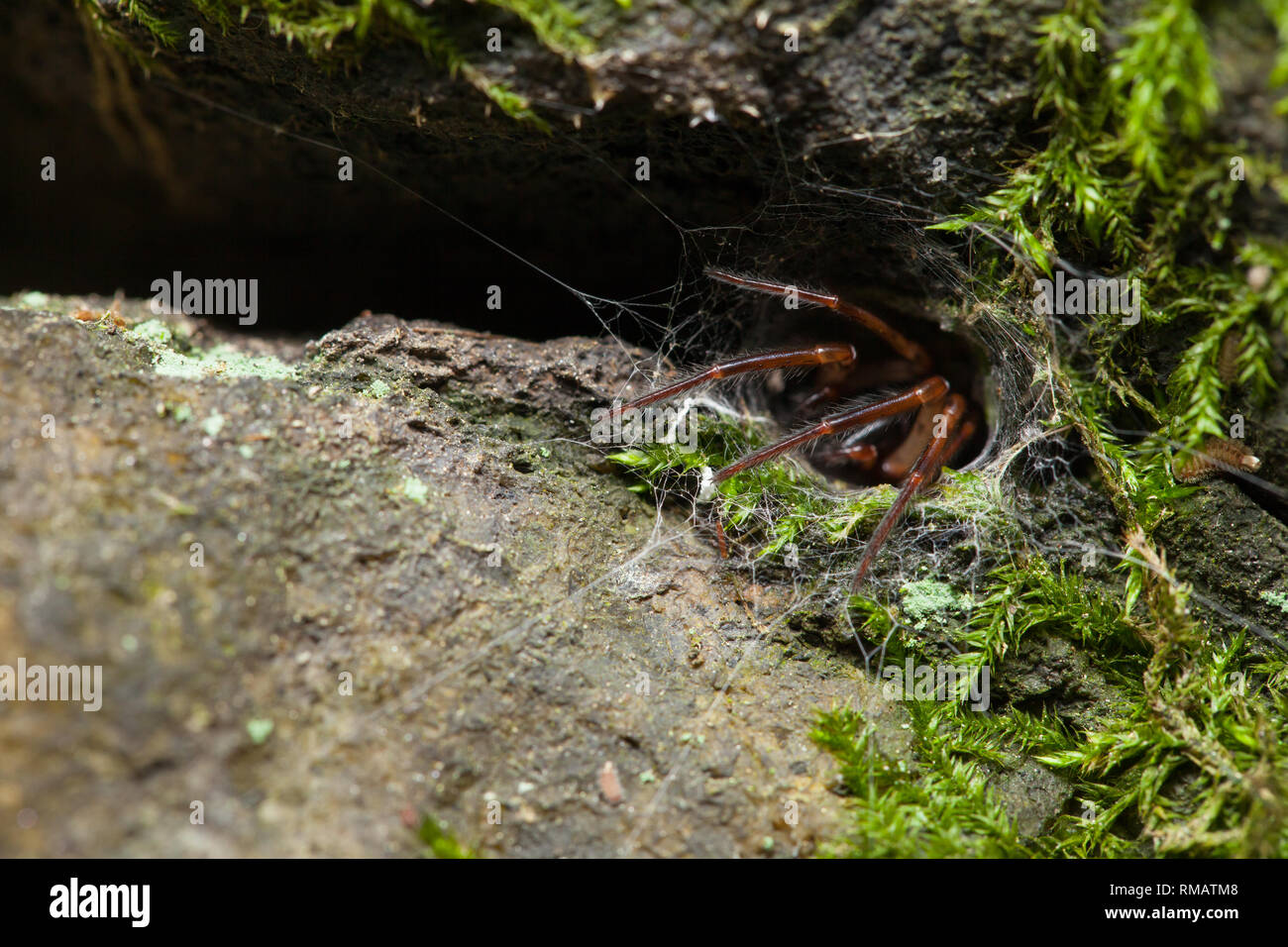 Snake back spider hi-res stock photography and images - Alamy