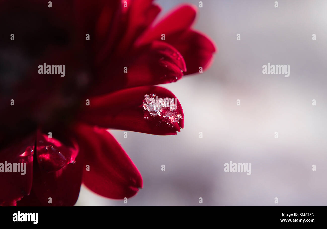 red daisy with ice droplets Stock Photo - Alamy