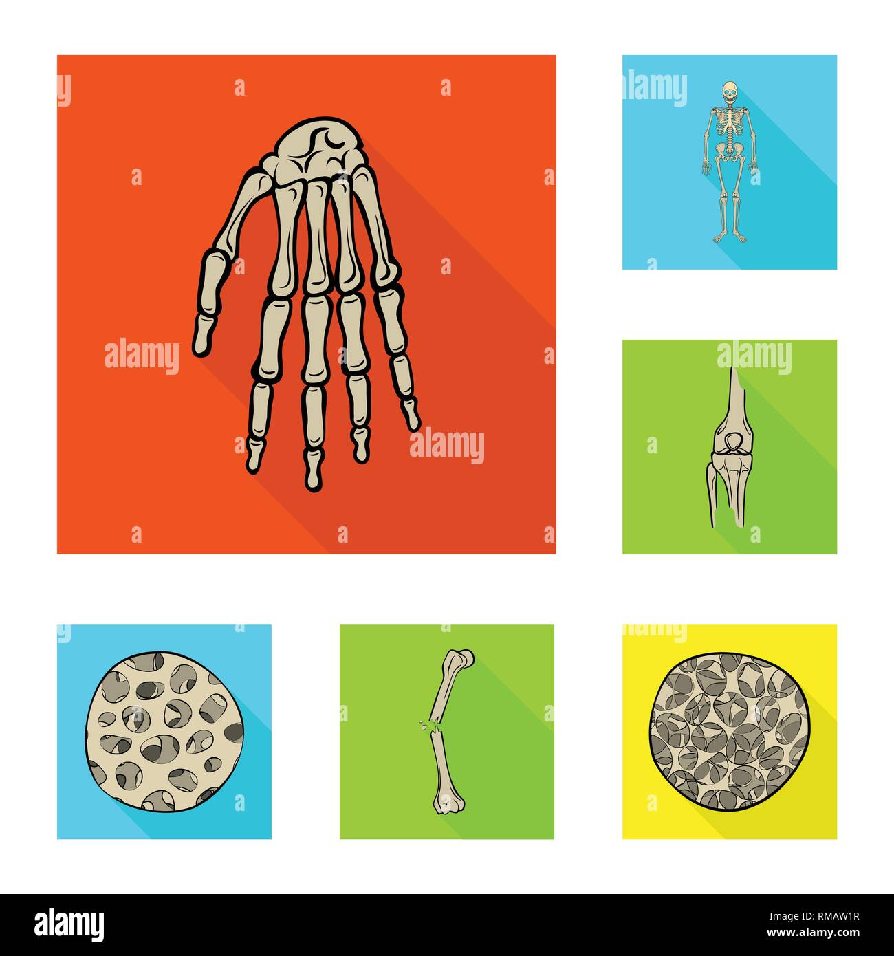 wrist,musculoskeletal,femur,fiber,fracture,osteoporosis,hand,scientific ...