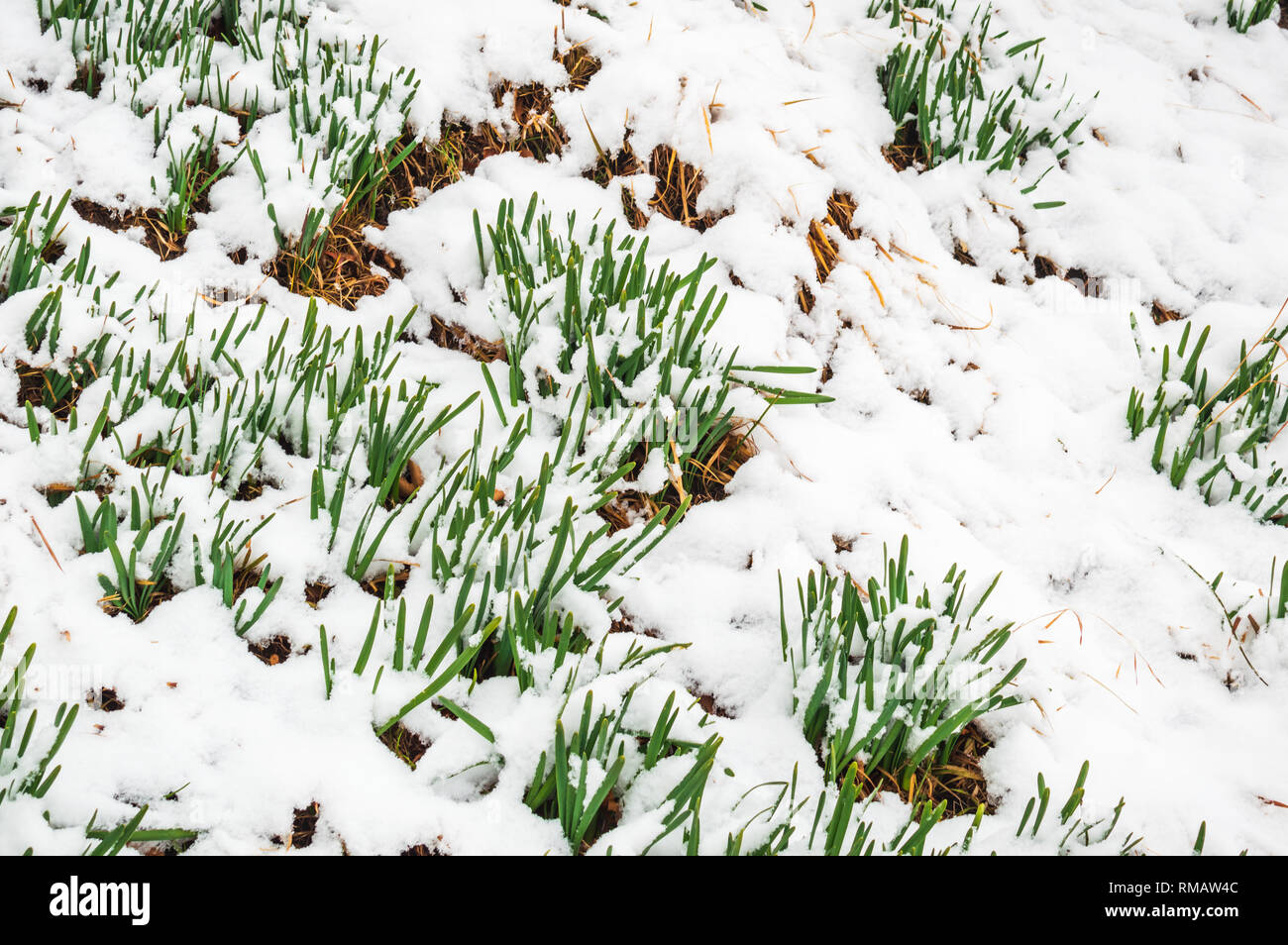 Vibrant green plant sprout hi-res stock photography and images - Alamy