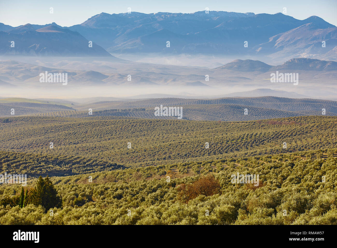 Olive tree fields in Andalusia. Spanish agricultural harvest landscape ...