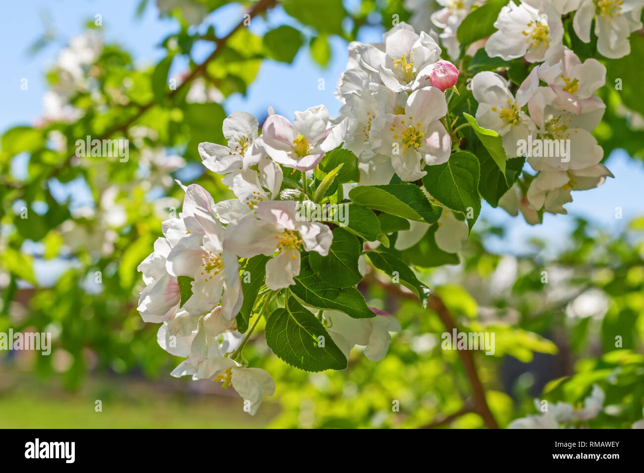 Beautiful flowering apple tree branch hi-res stock photography and ...