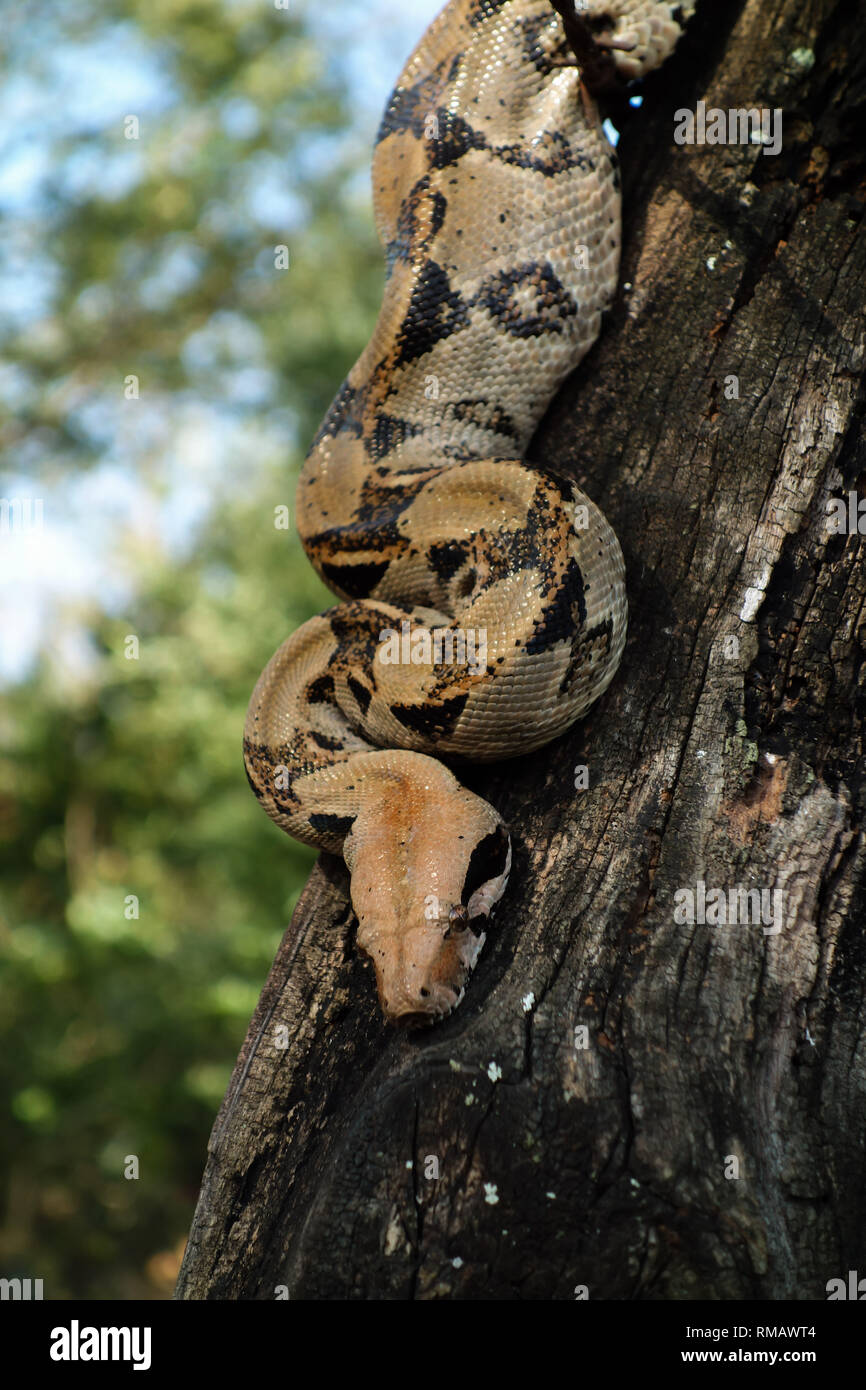 Mexican Boa (Mazacuata). Picture took in el Farallon Veracruz Stock ...