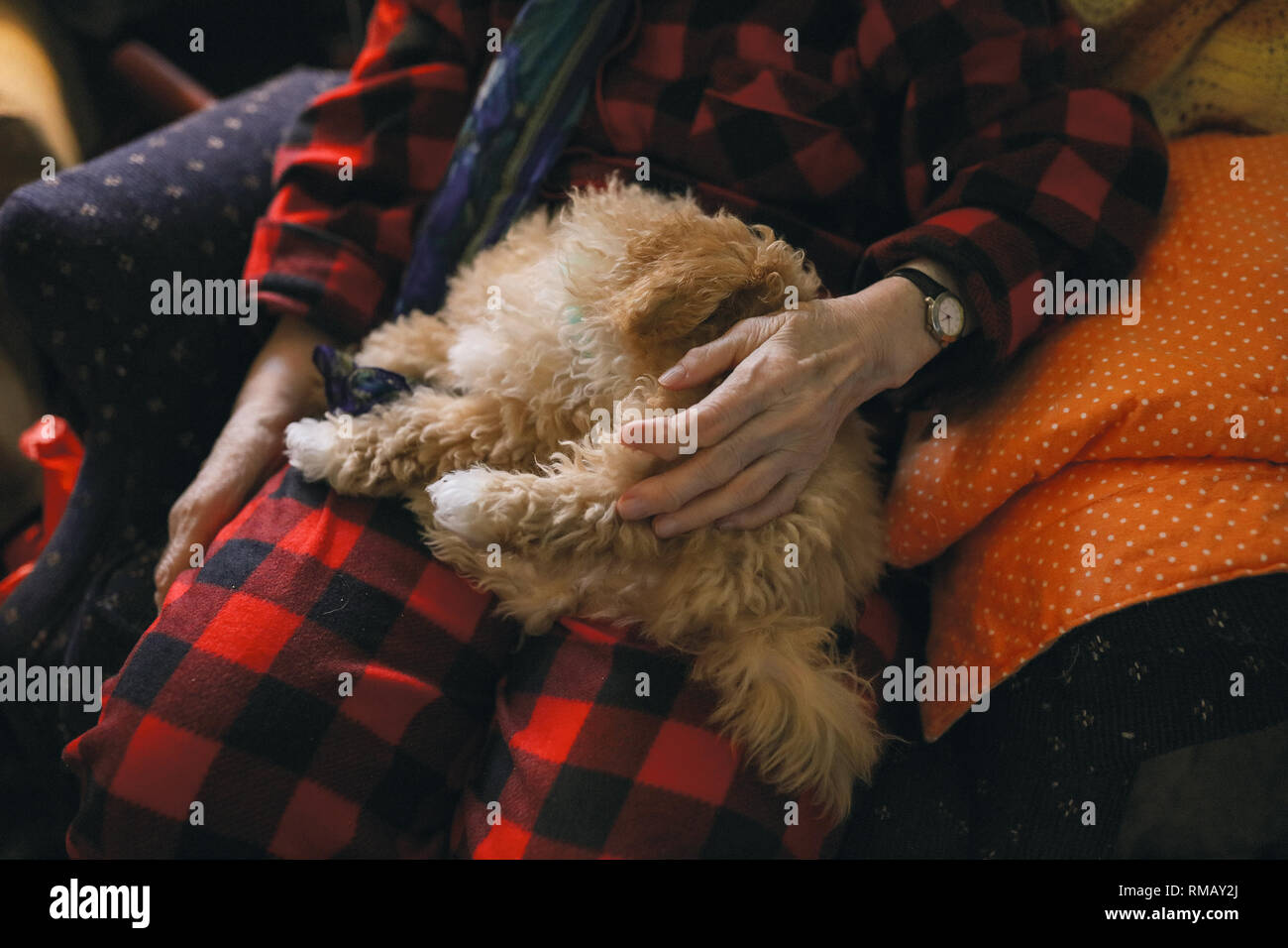 Tiny puppy hiding under the woman's hand. Old lady care her lovely dog ...