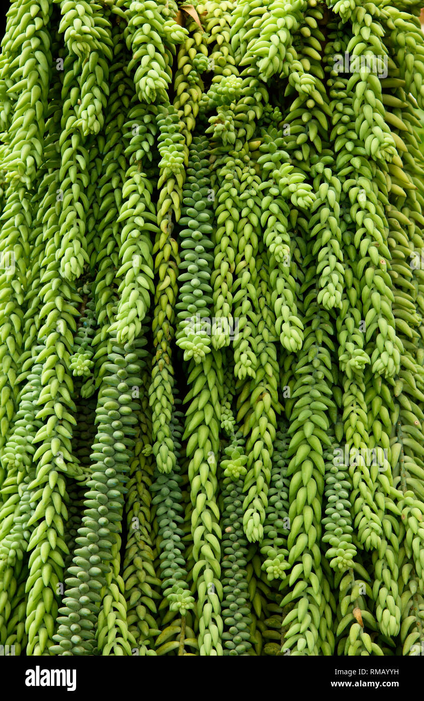 Natural background of verdure foliage Stock Photo - Alamy