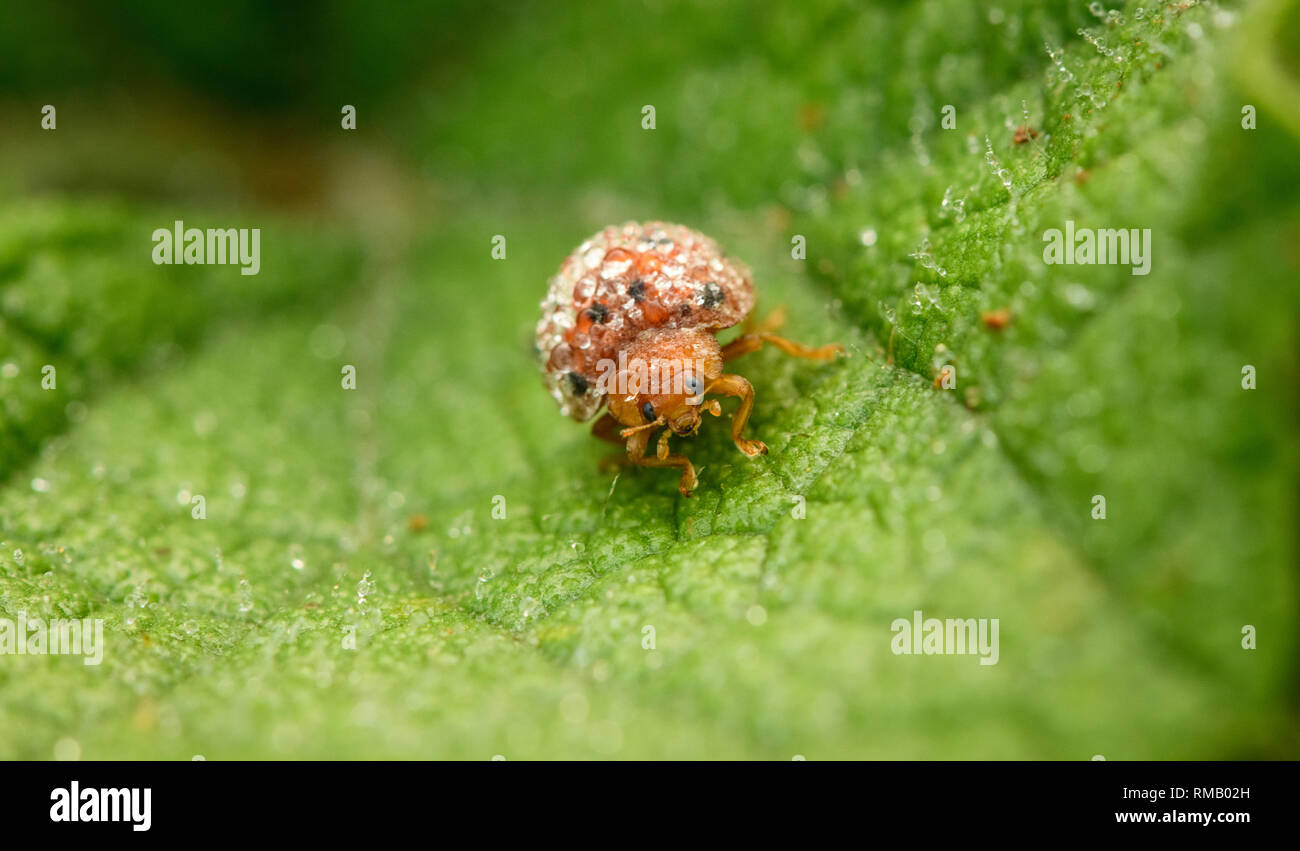Aesthetic bug hi-res stock photography and images - Alamy