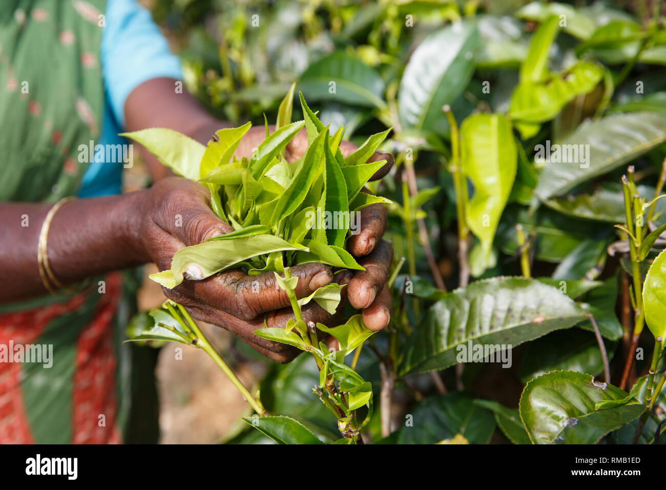 Hands of a woman tea picker picking tea on the plantation in the Sri ...
