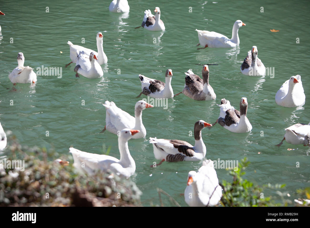 birds called geese Stock Photo - Alamy
