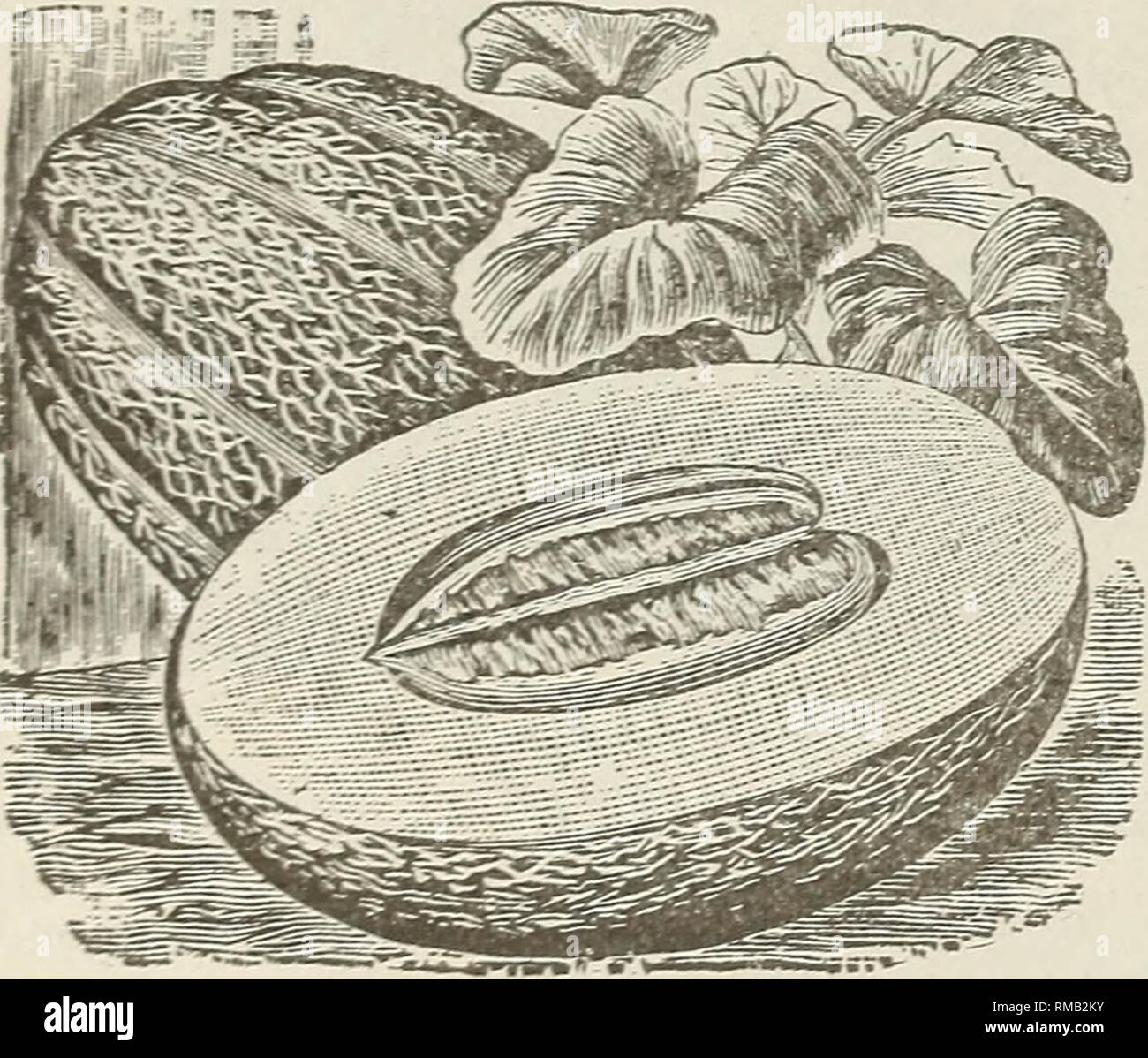 Thorn melon hi-res stock photography and images - Alamy