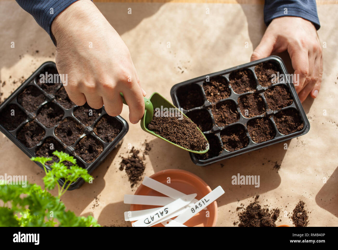 gardening, planting at home. man sowing seeds in germination box Stock ...