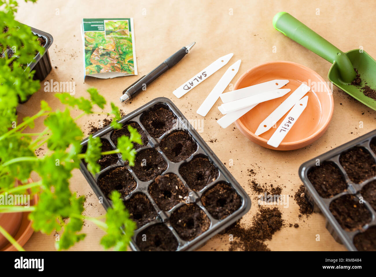 gardening, planting at home. sowing seeds in germination box Stock ...