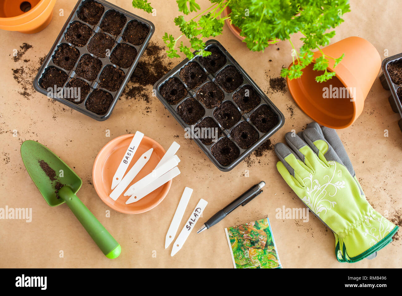 gardening, planting at home. sowing seeds in germination box Stock ...