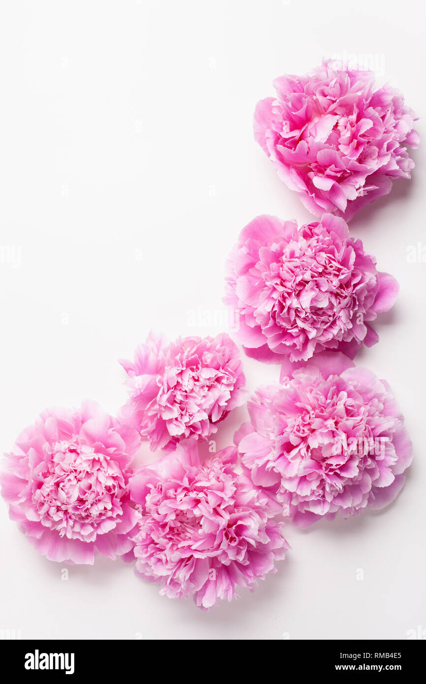 beautiful pink peony flower background Stock Photo - Alamy