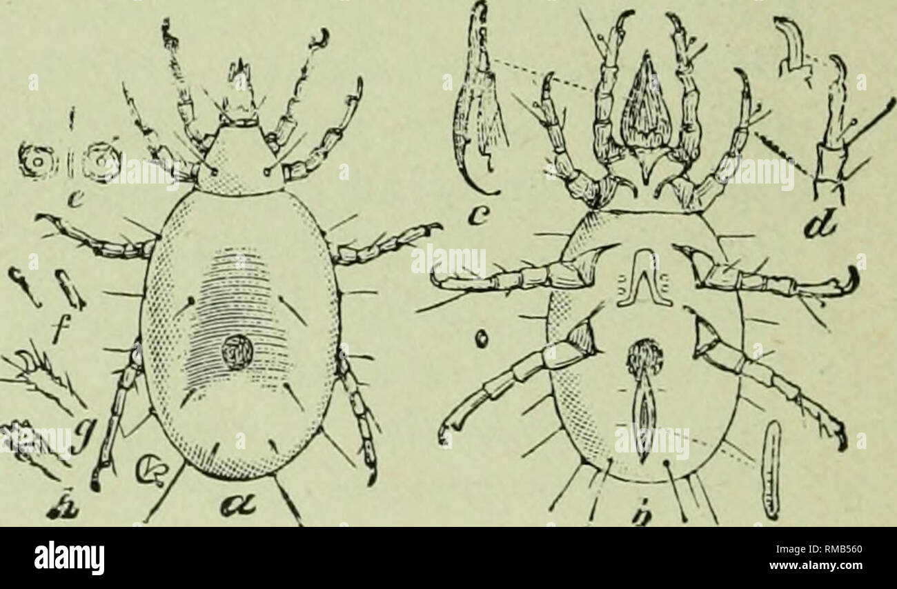Tyroglyphus hi-res stock photography and images - Alamy