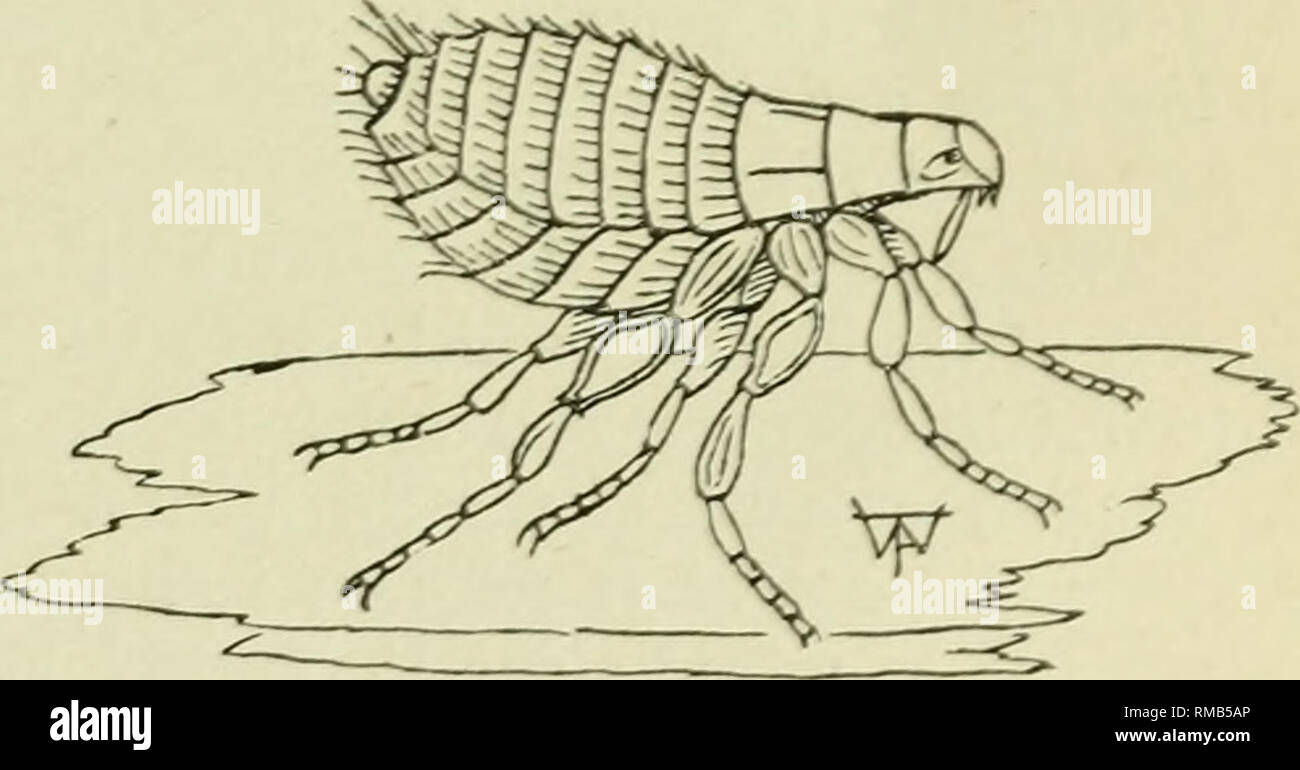 Bat wing butterfly hi-res stock photography and images - Alamy