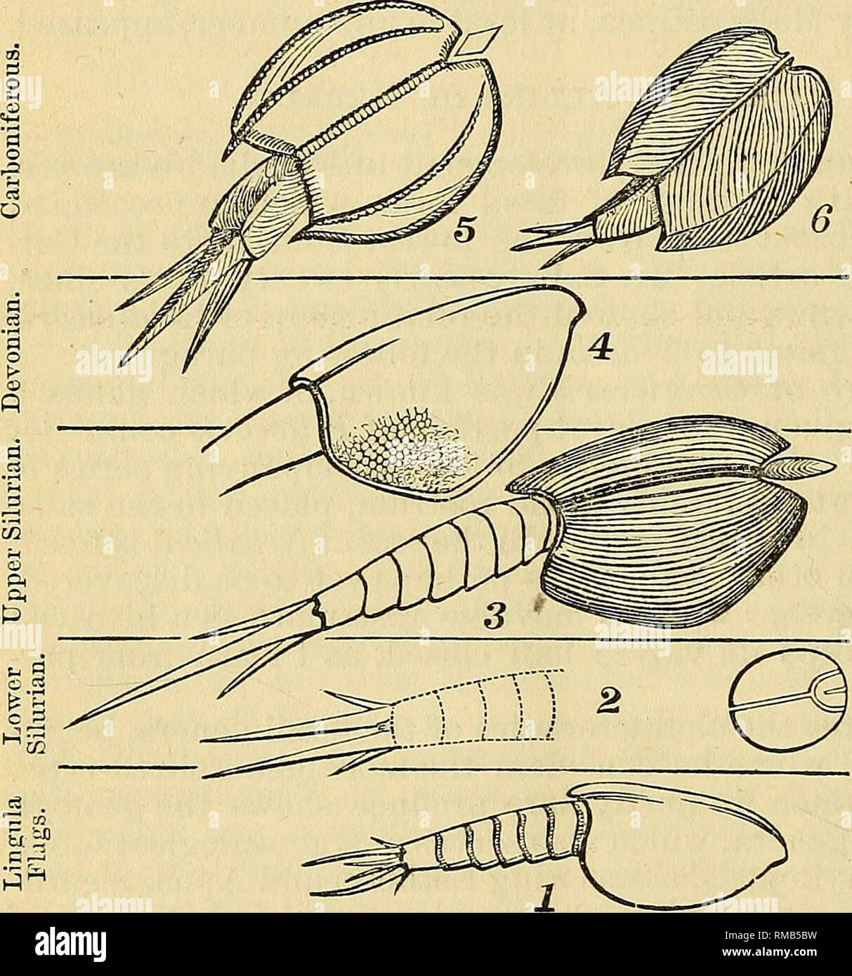 Phyllopod hi-res stock photography and images - Alamy