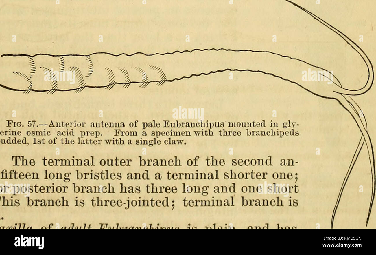. Annual report. 1st-12th, 1867-1878. Geology. Fig. 57.—Anterior ...