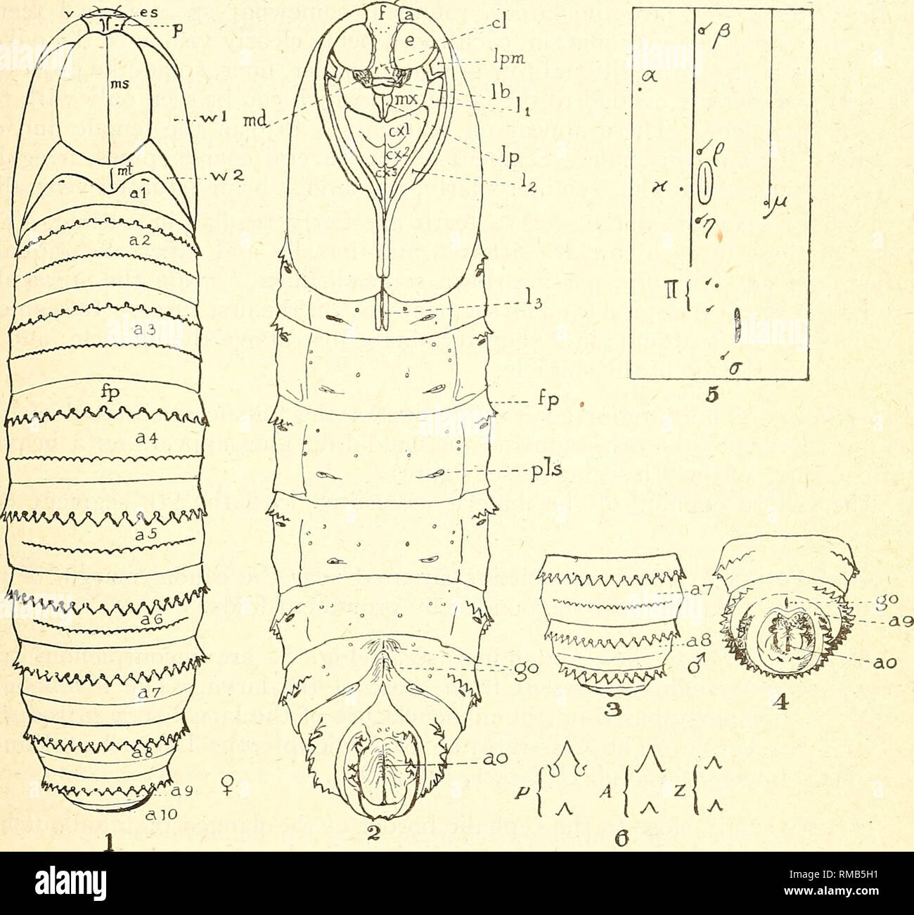 . Annual report. Entomological Society of Ontario; Insect pests ...