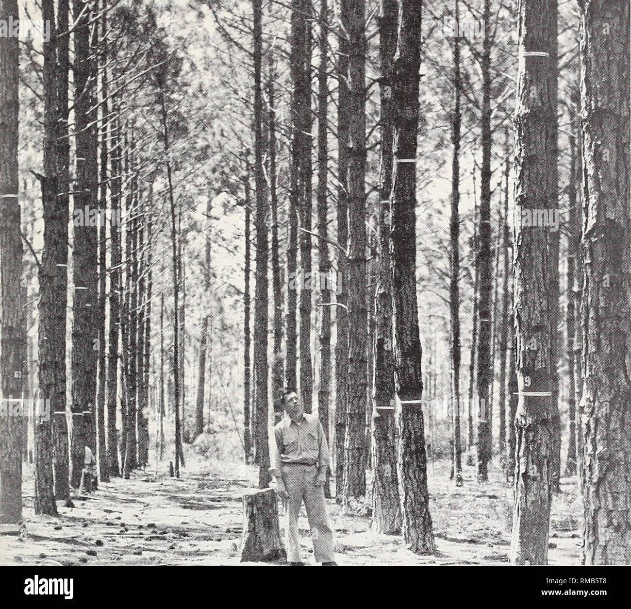 . Annual report, 1954. Forests and forestry Southern States Periodicals ...