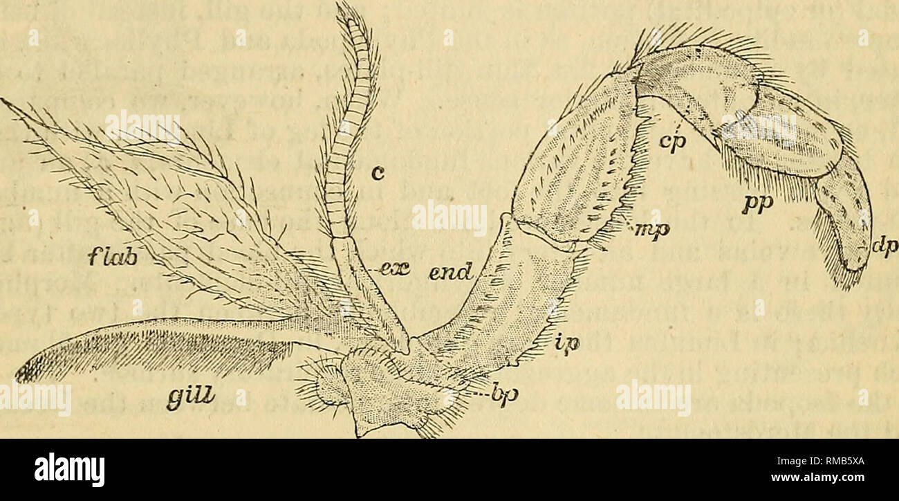 . Annual report. 1st-12th, 1867-1878. Geology. HOMOLOGIES OF THE ...