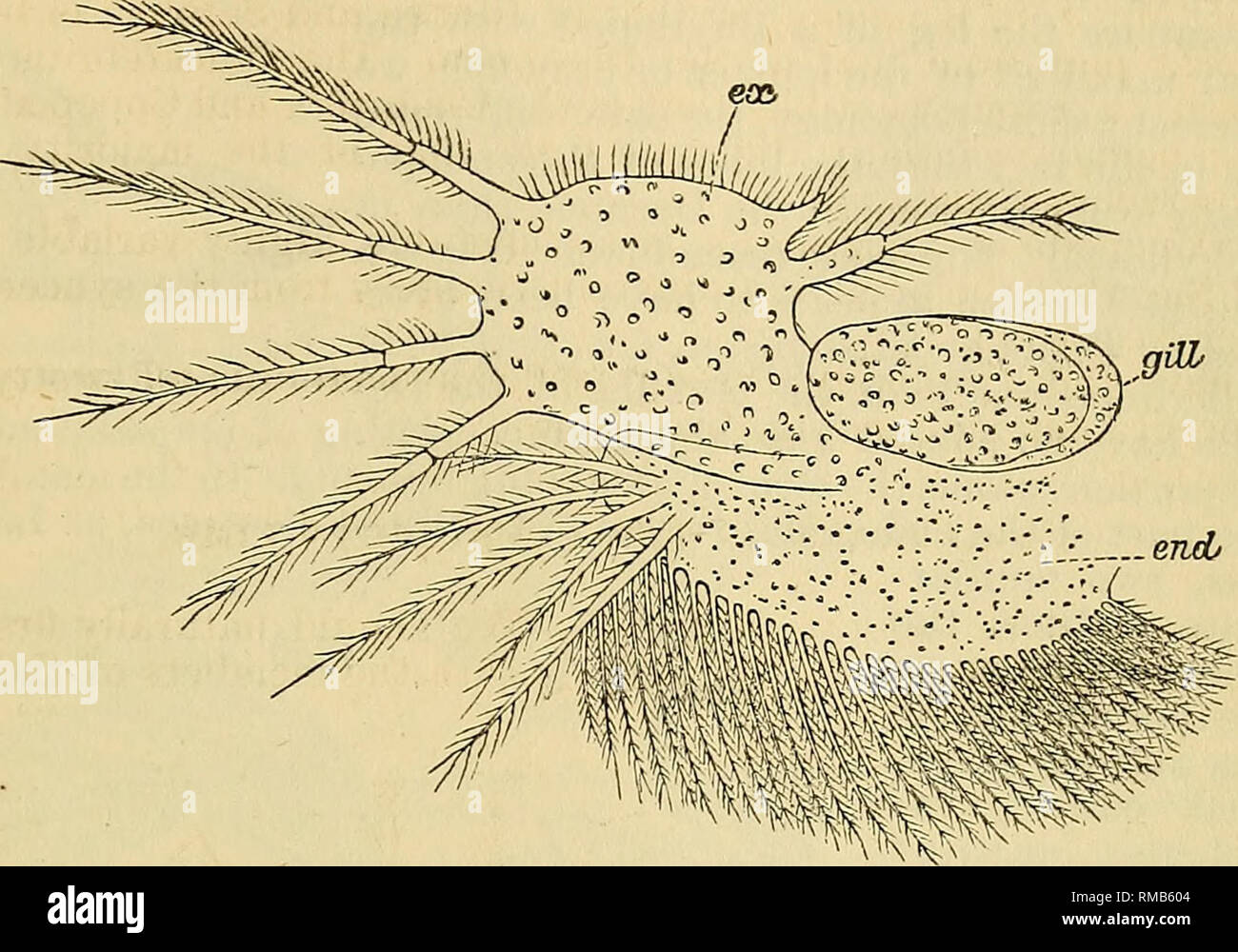 Cladoceran hi-res stock photography and images - Alamy