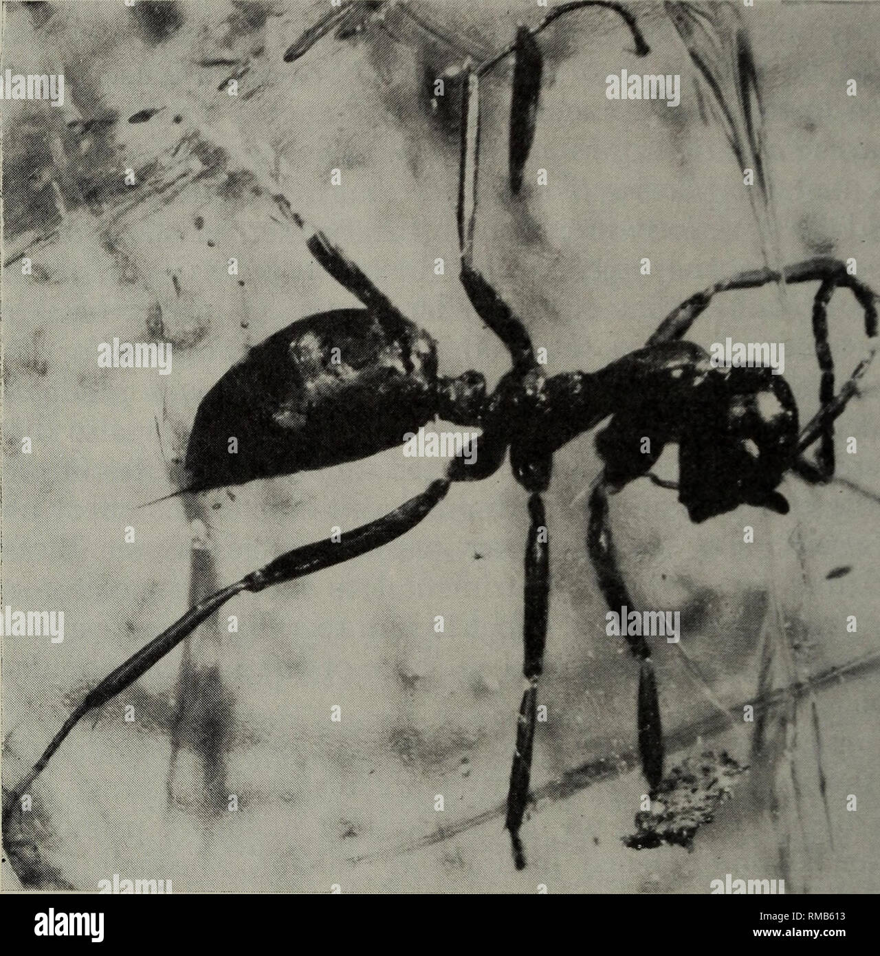 Amber frey hi-res stock photography and images - Alamy