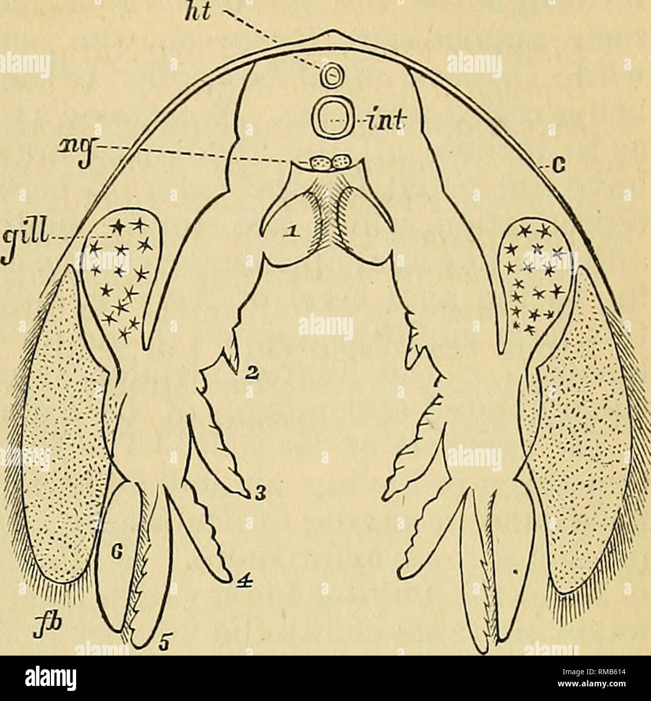 1878 morphology hi-res stock photography and images - Alamy