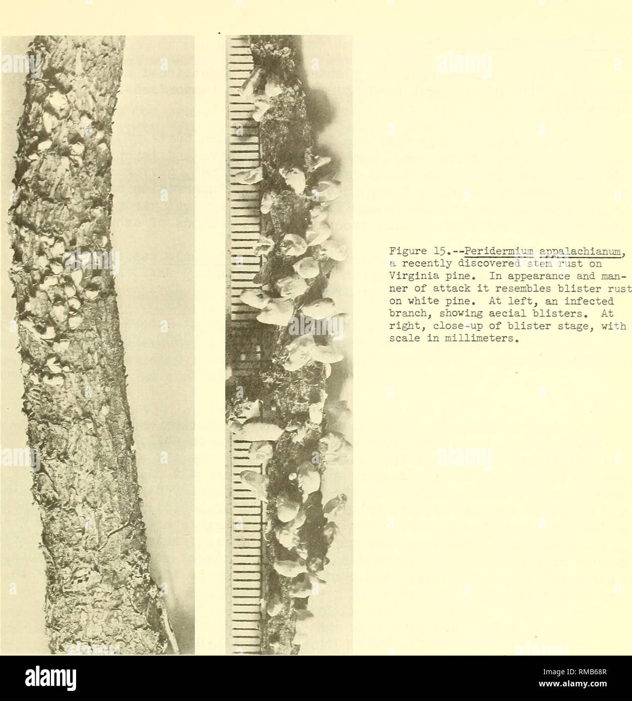 . Annual report 1953. Forests and forestry Southern States. Fomes ...