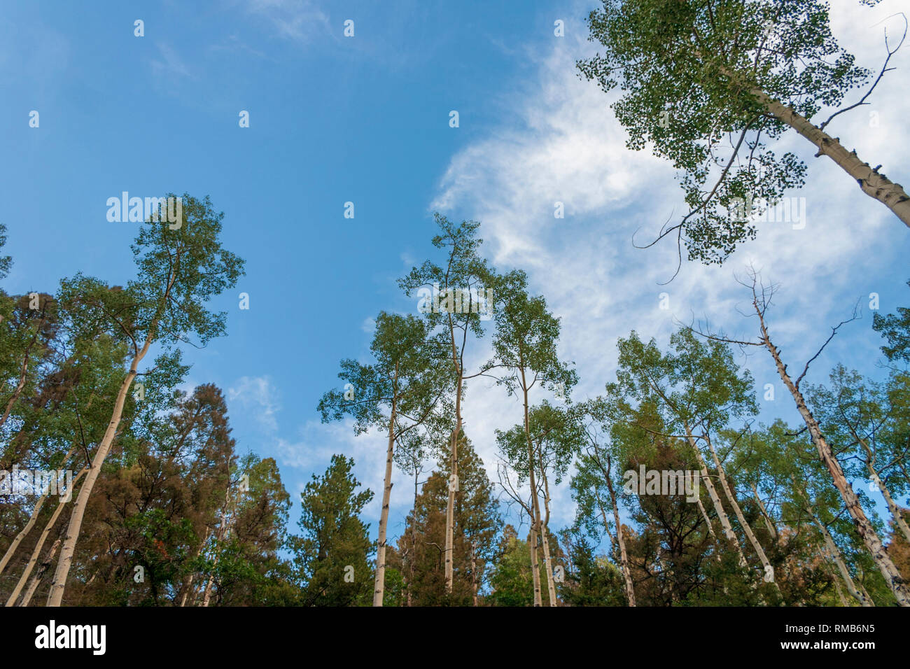 Quaking aspen mountain hi-res stock photography and images - Alamy