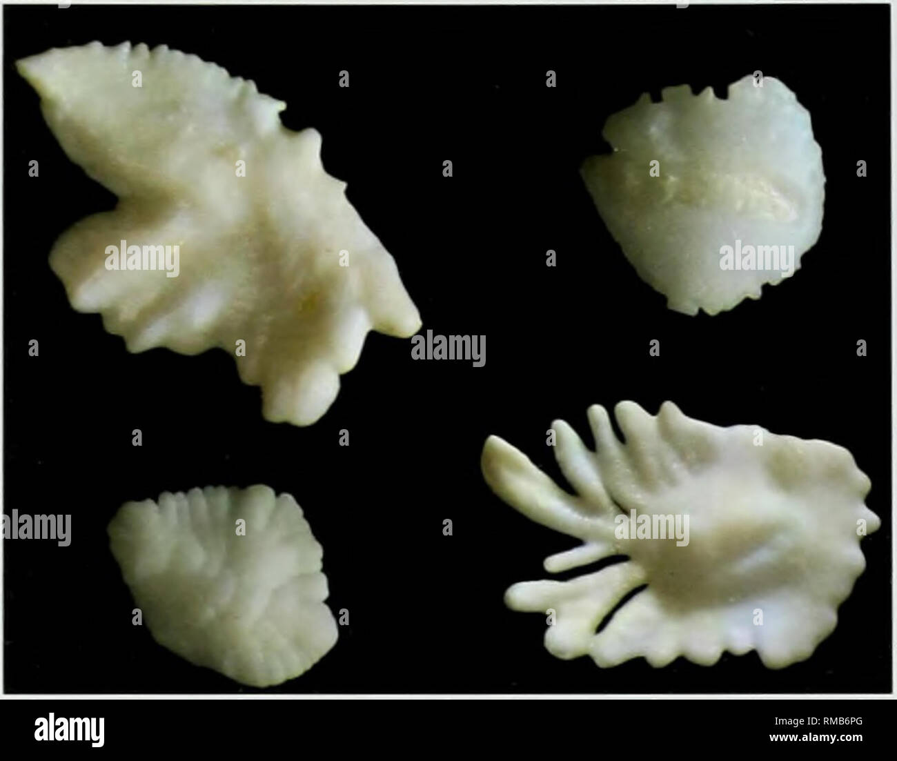 Otoliths ear hi-res stock photography and images - Alamy