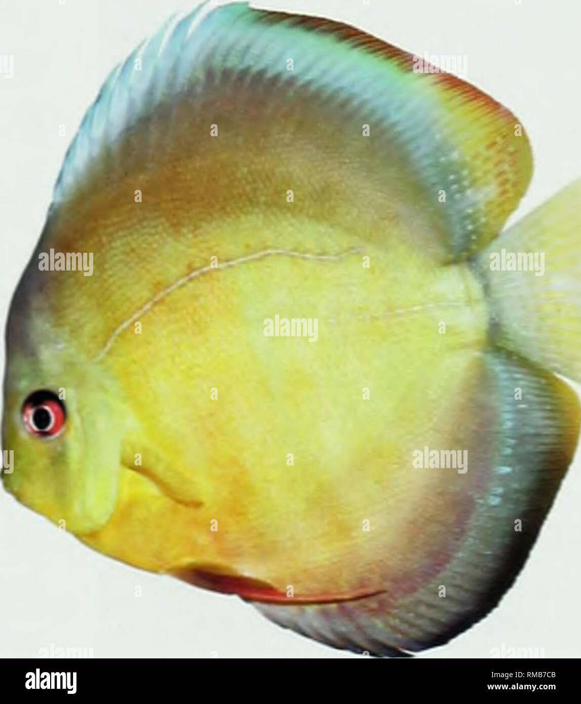 . Annual report. Harvard University. Museum of Comparative Zoology ...