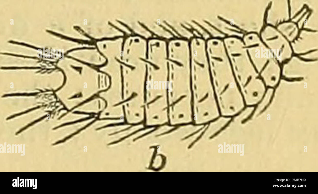 . Annual report. 1st-12th, 1867-1878. Geology. Fig. 13.—Hairy potato ...