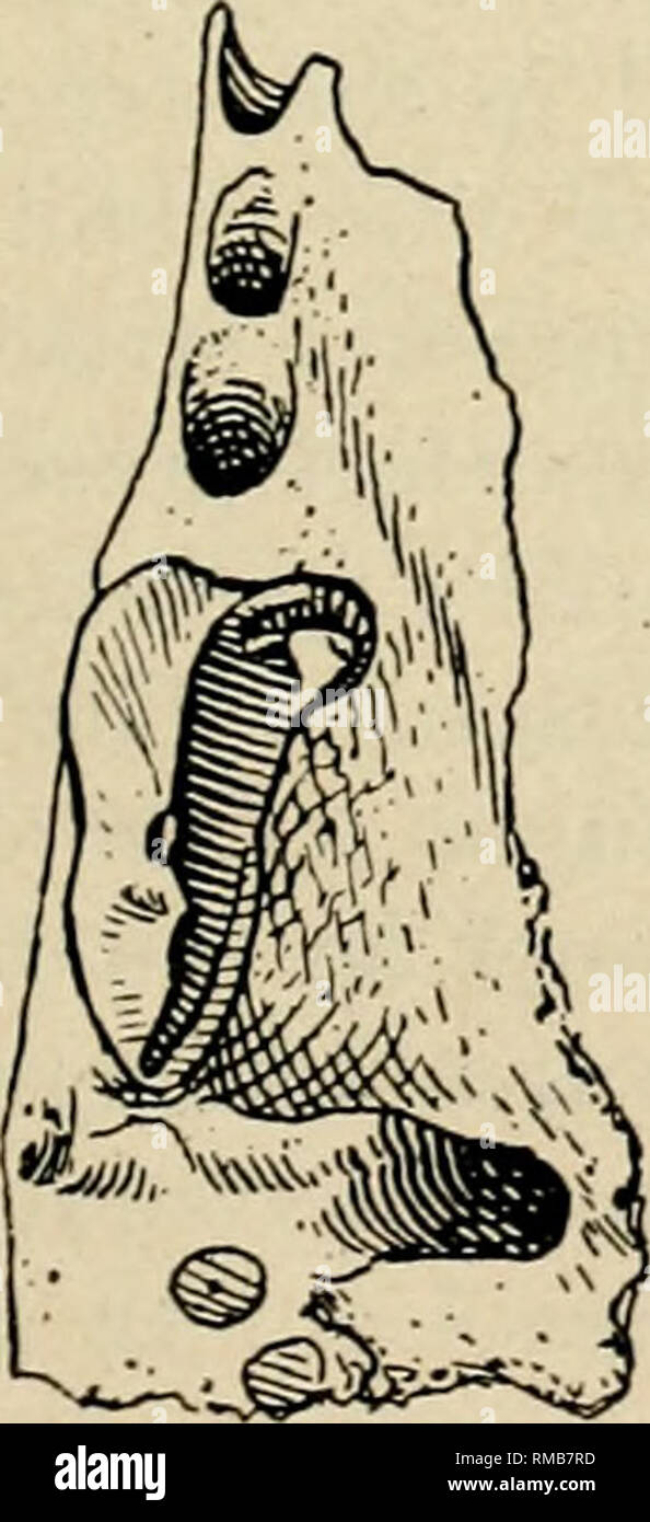 . Annual report. Florida Geological Survey; Geology -- Florida. HUMAN ...