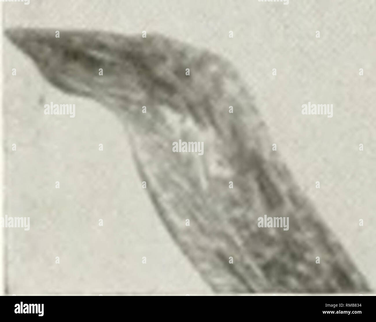 Peramium pubescens hi-res stock photography and images - Alamy