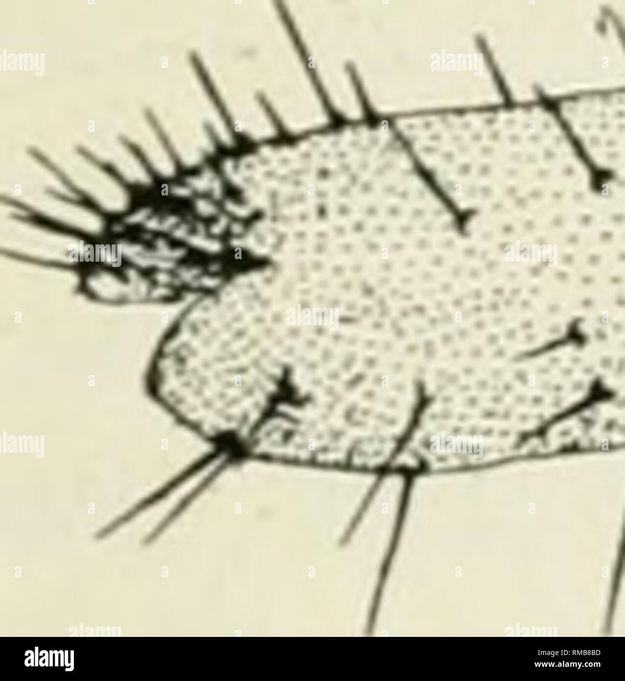 Strongly curved claws hi-res stock photography and images - Alamy