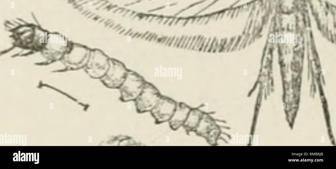 Case making clothes moth larva hi-res stock photography and images - Alamy