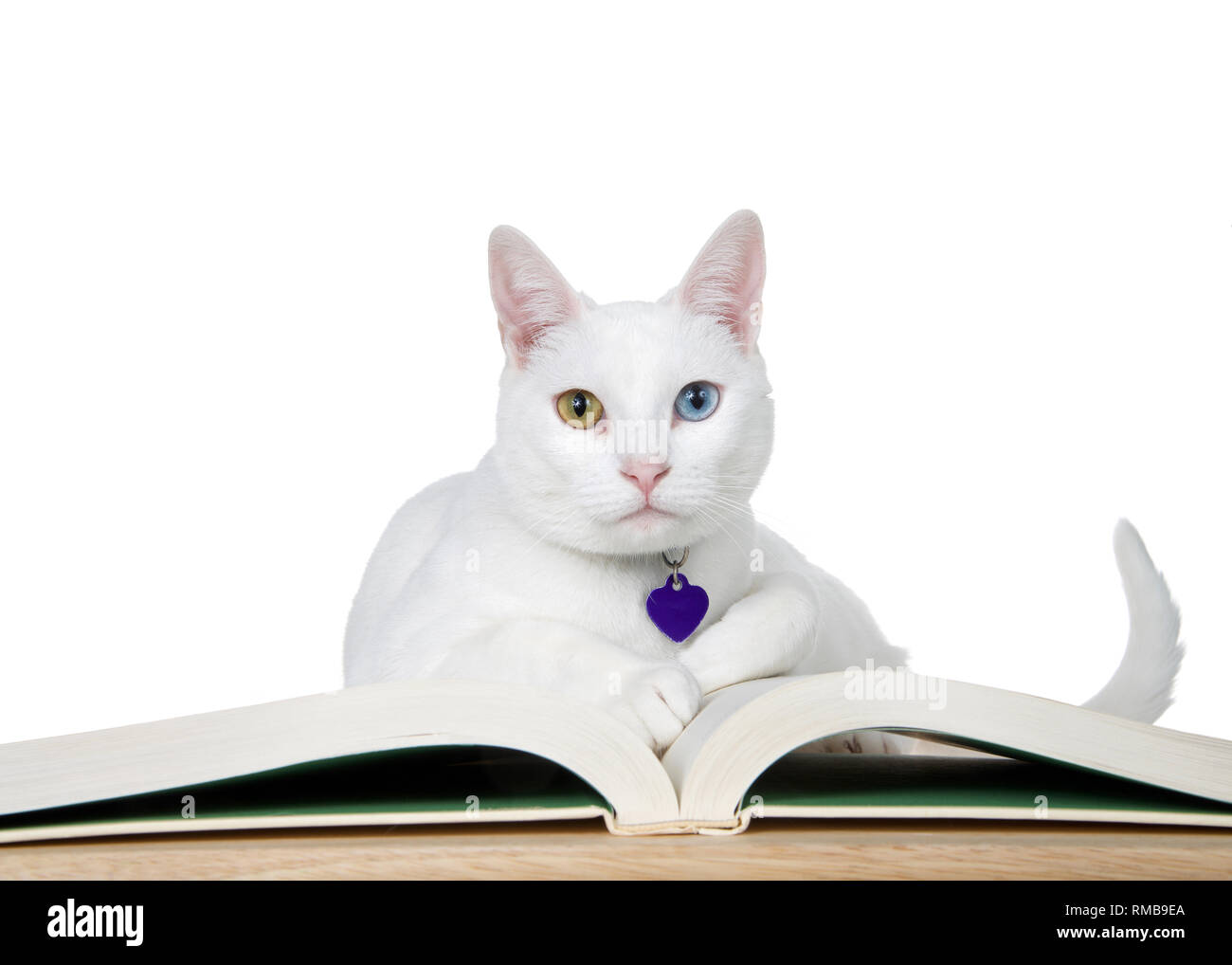 Beautiful white cat with heterochromia, odd eyes, laying on a story ...