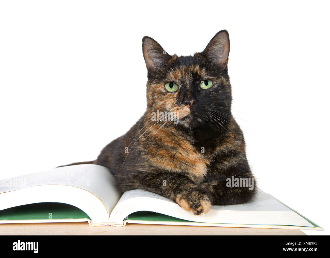 Tortoiseshell cat hi-res stock photography and images - Alamy